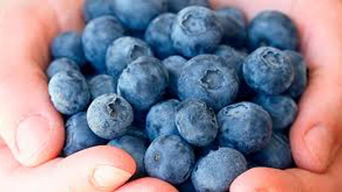 Exportará México mora azul a China * GSF Abogados y Consultores